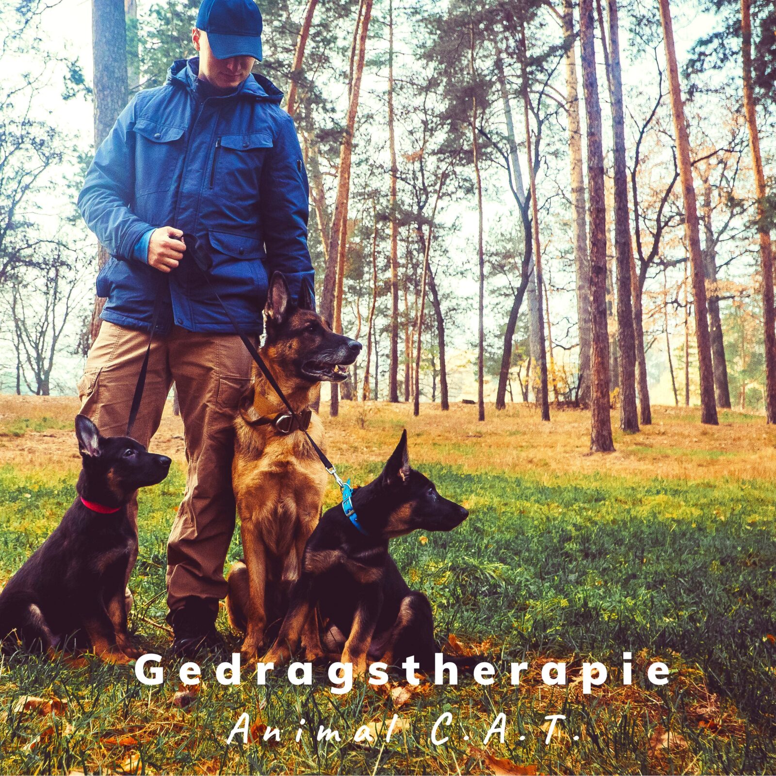 Gedragstherapie - Animal C.A.T.