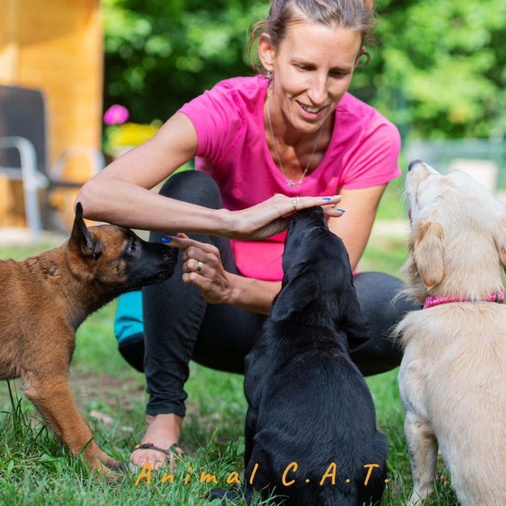 Puppycursus - Animal C.A.T.