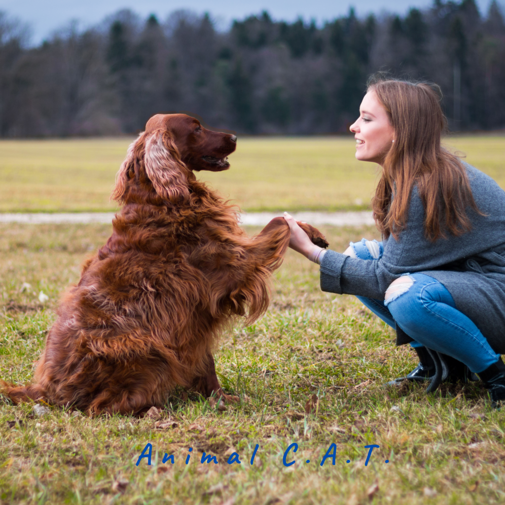 Privétraining - Animal C.A.T.